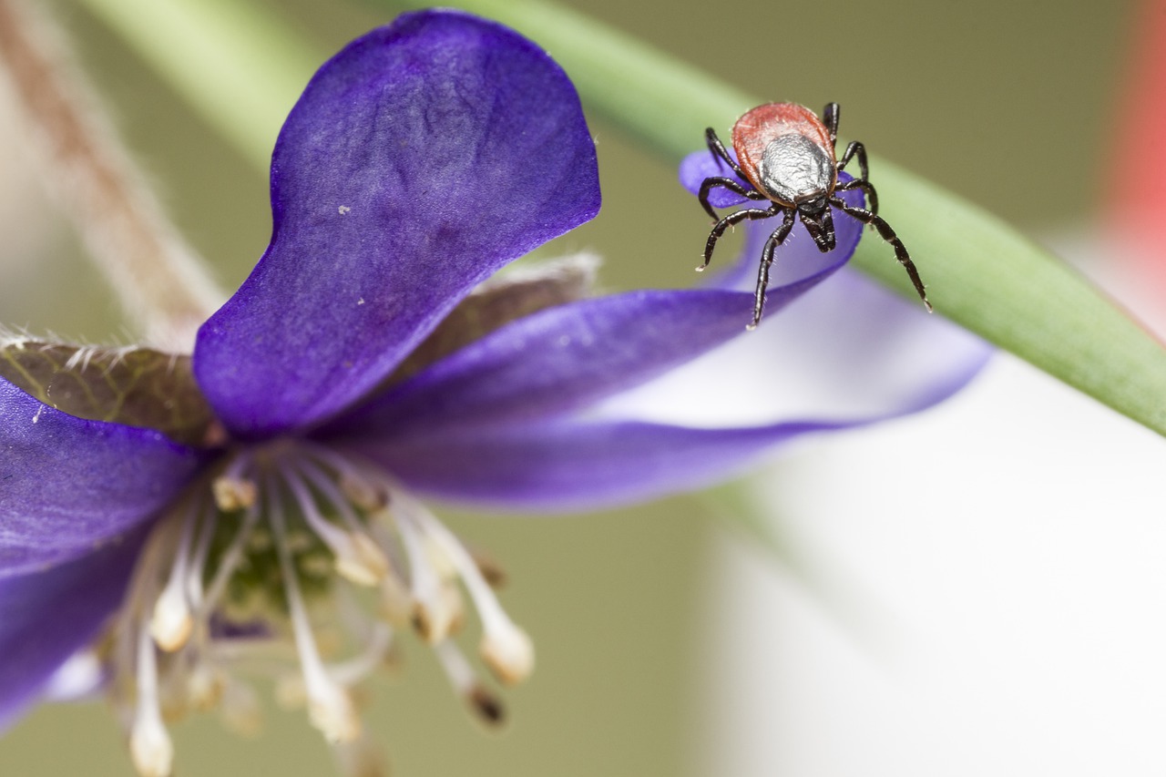 Lupus? Or Yet Another Lyme Disease Symptom? - Never Alone