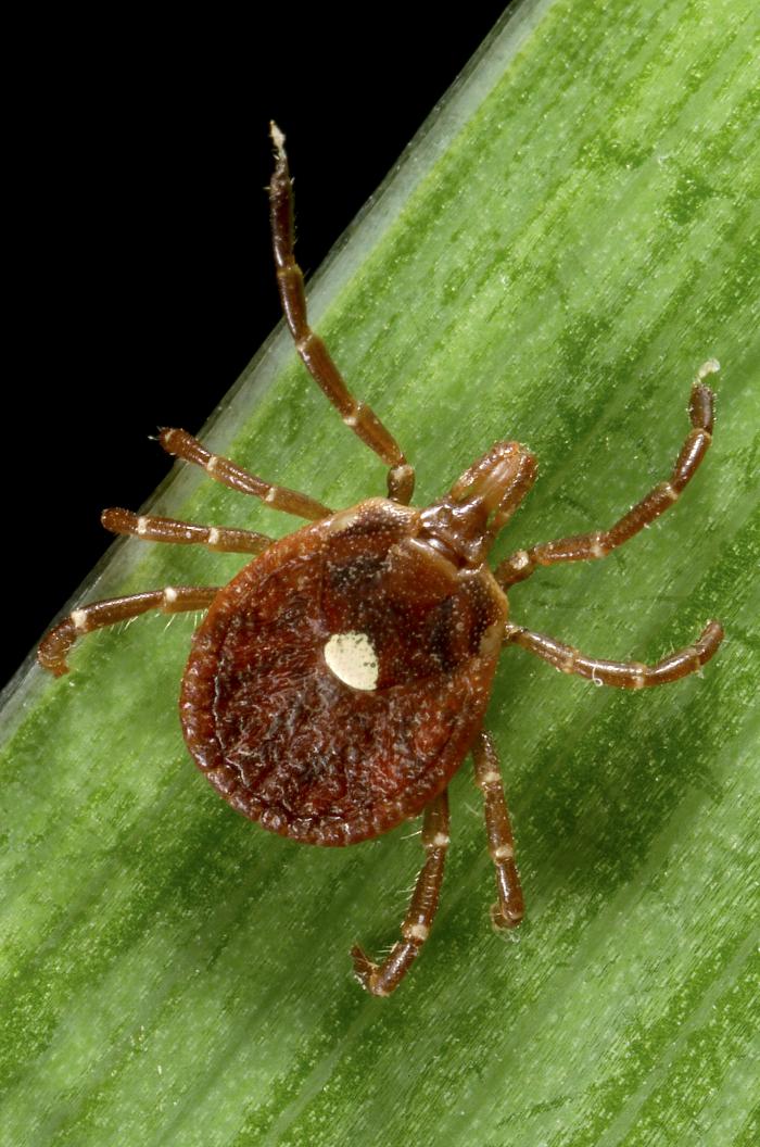 Ehrlichia, Tularemia, And Other Lone Star Tick Diseases - Never Alone